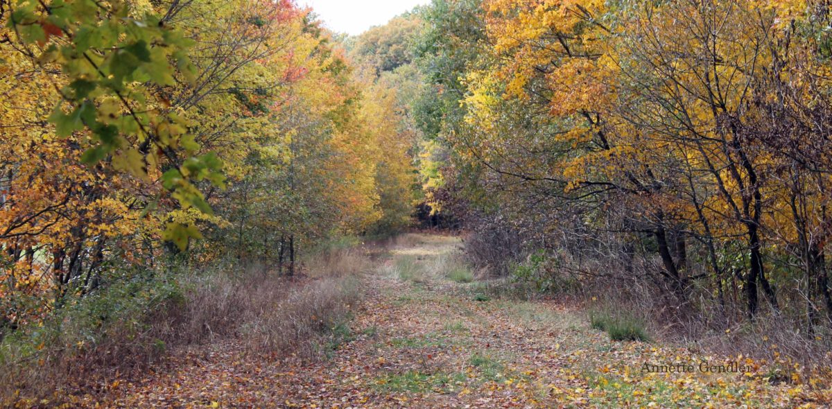 My Favorite Poem: Herbsttag by Rainer Maria Rilke - Annette Gendler